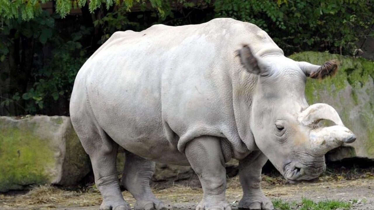 Células iPS para salvar al casi extinto rinoceronte blanco