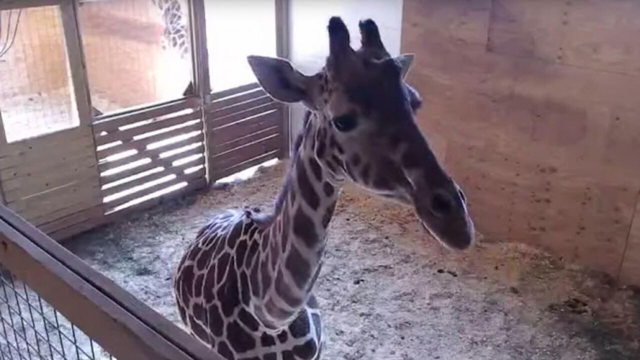 El parto de una jirafa que «obsesiona» a miles de internautas