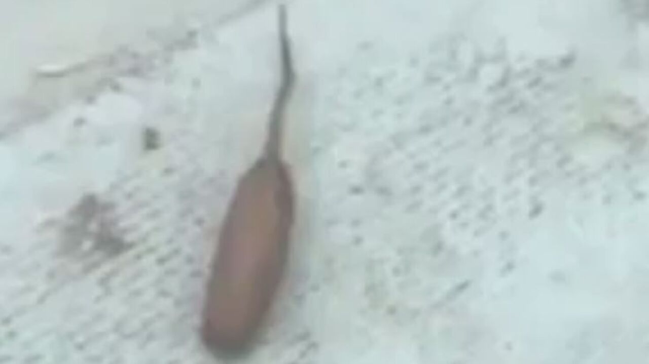 El extraño gusano con cola de rata que desconcierta a los internautas