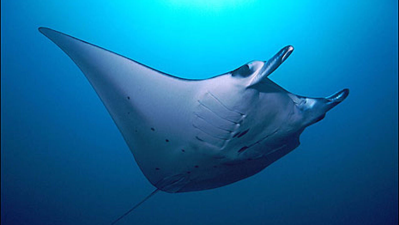 Las mantarrayas, una especie depredadora en el océano profundo