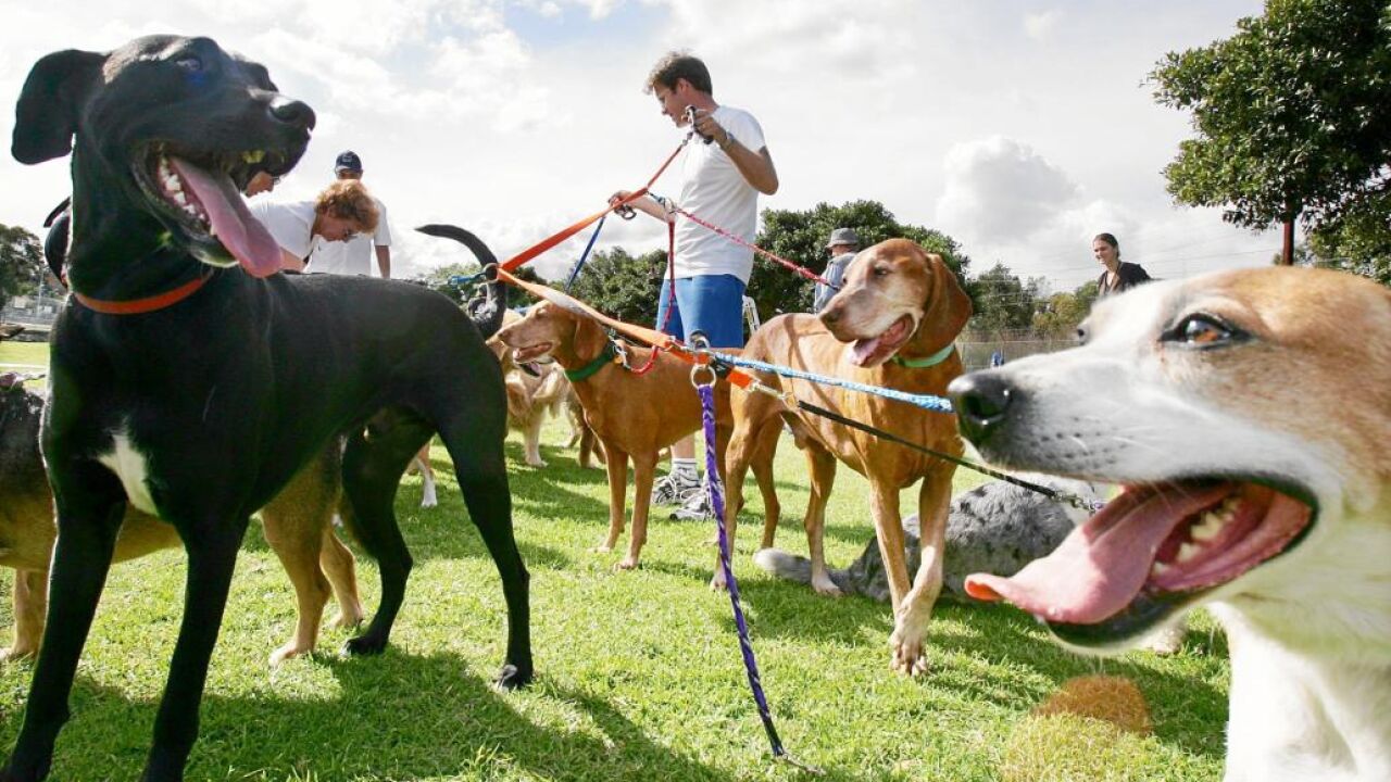 El auge de los canguros para perros