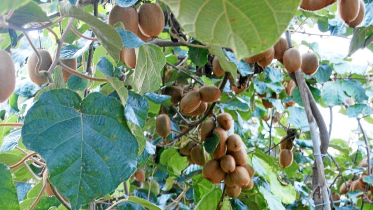 Esta es la fruta con poderosos beneficios para la salud