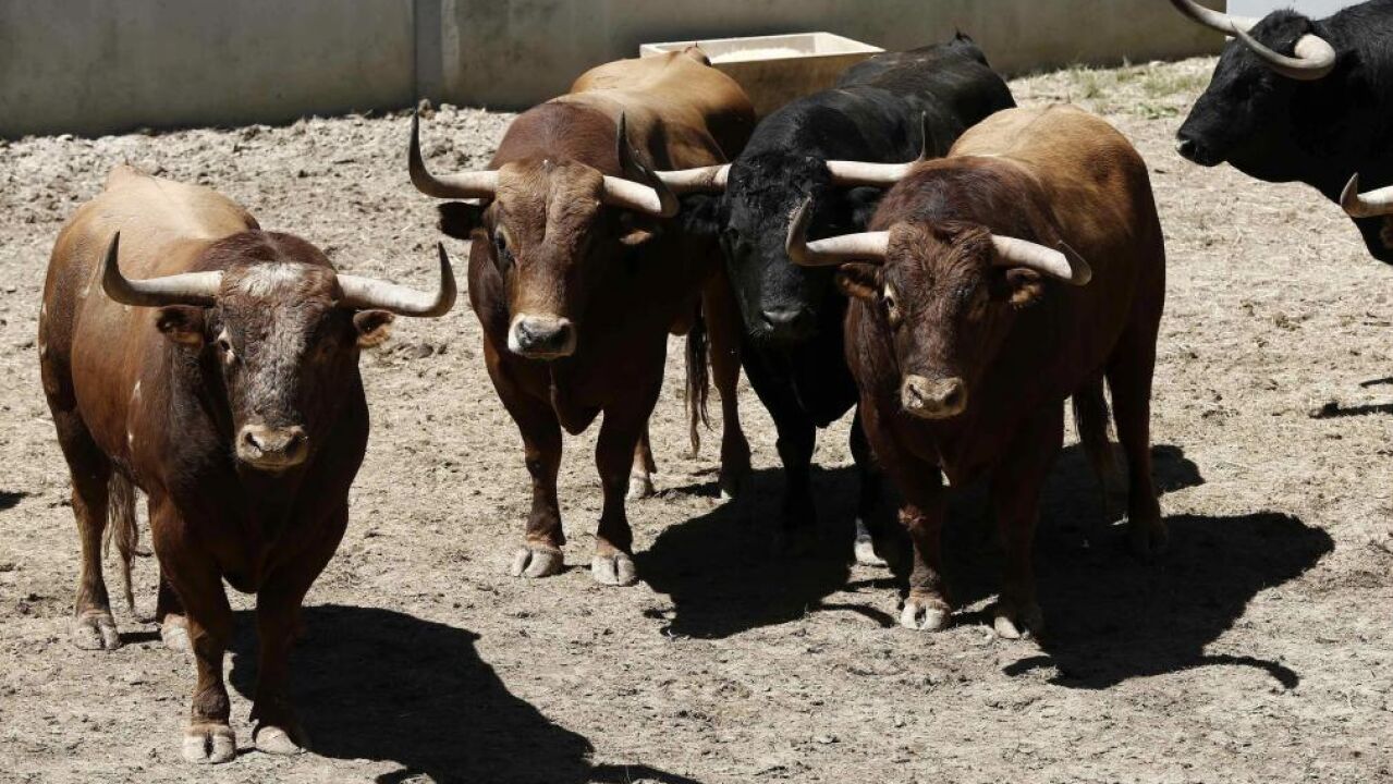 Descubren en Túnez el uro más antiguo del mundo, antepasado del toro actual
