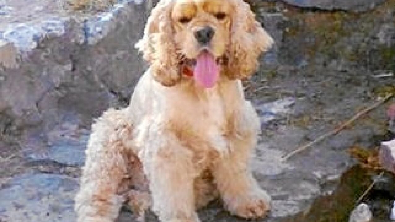 Kevin, un perro muy sensible