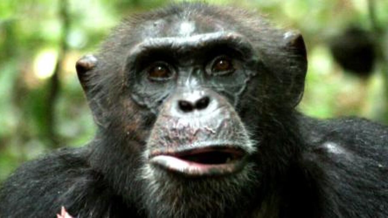 Los humanos aprendieron a comunicarse gracias a las aves y los primates