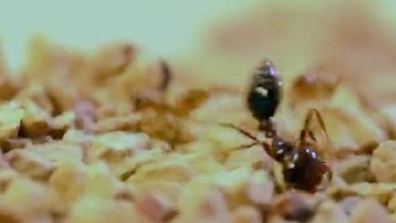 Las hormigas locas neutralizan el veneno de otros insectos