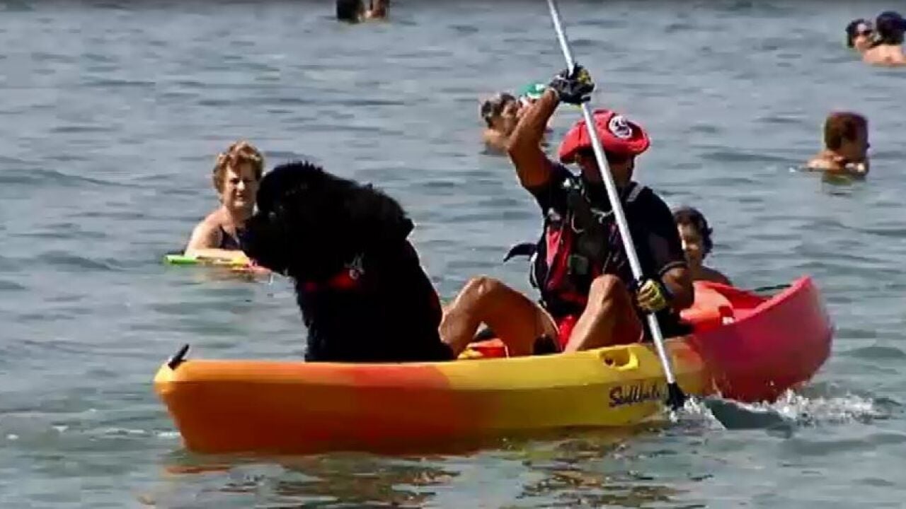Bruno, el primer perro de rescate de España