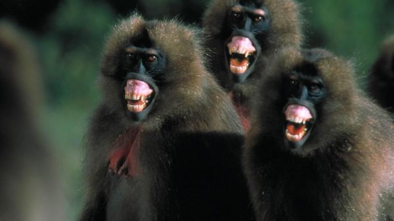 Los monos reconocen a sus amigos en fotos