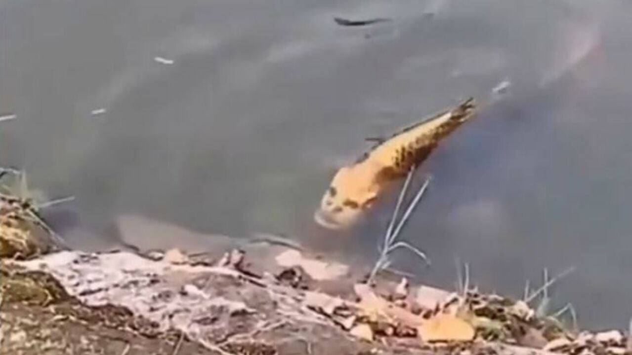 Hallan un pez con cara humana y el vídeo se hace viral: ¿Es un pez o un ...