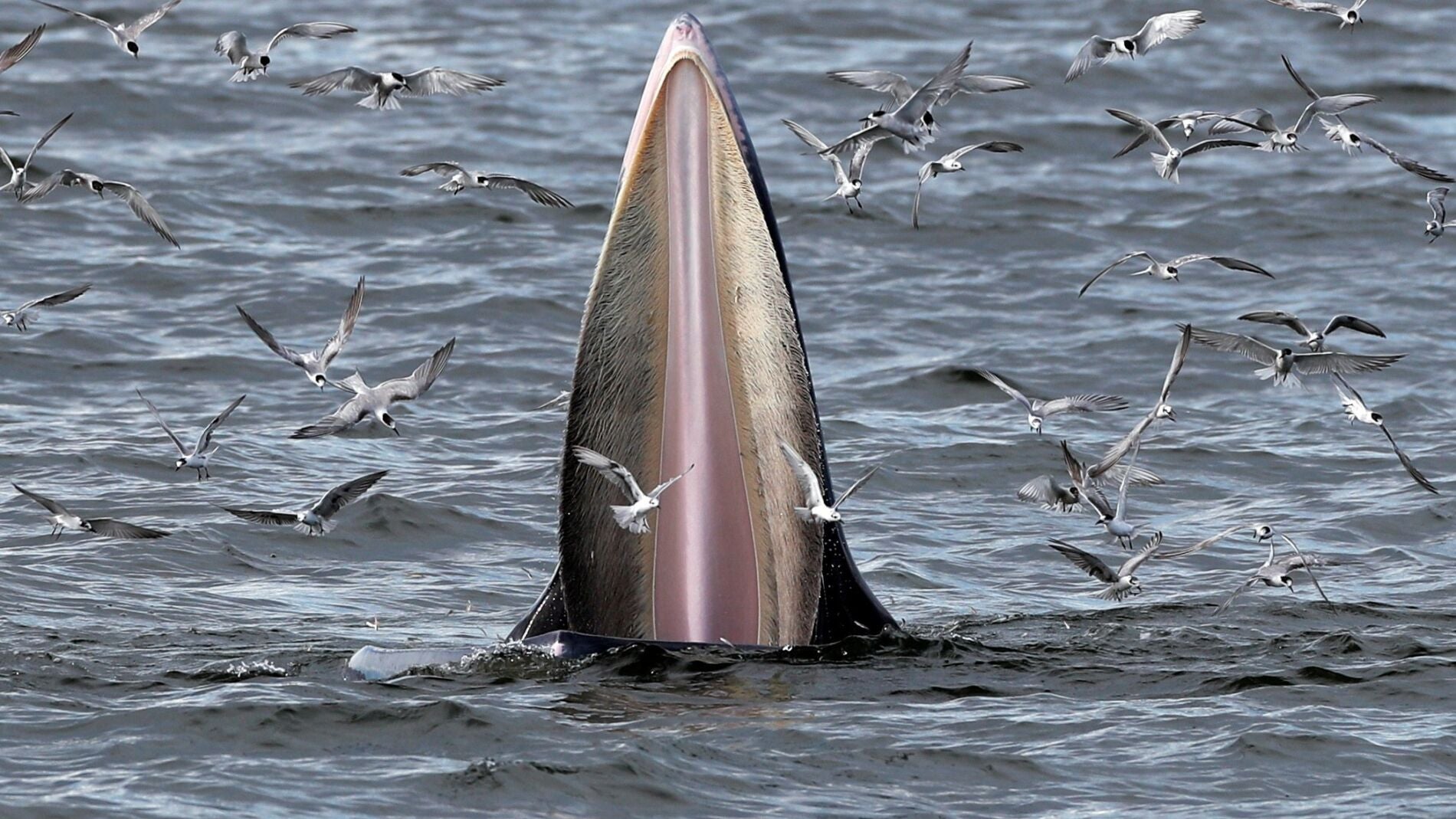 L’Oceanogràfic documenta una inmersión de una ballena durante cuatro horas