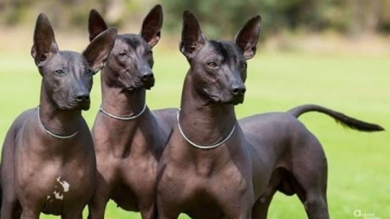 Razas De Perros Feos El Perro Más Feo Del Mundo Es Mezcla De