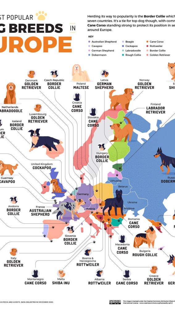 Estas son las razas de perro más queridas en los diferentes países del ...