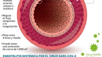 Tratar el endotelio ayuda a frenar la Covid-19