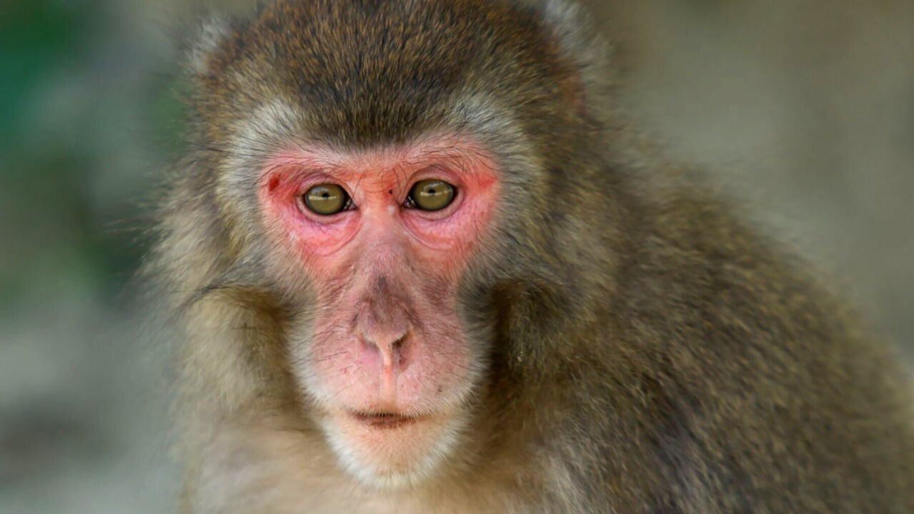 ¿Por qué sigue habiendo monos si evolucionamos de ellos?