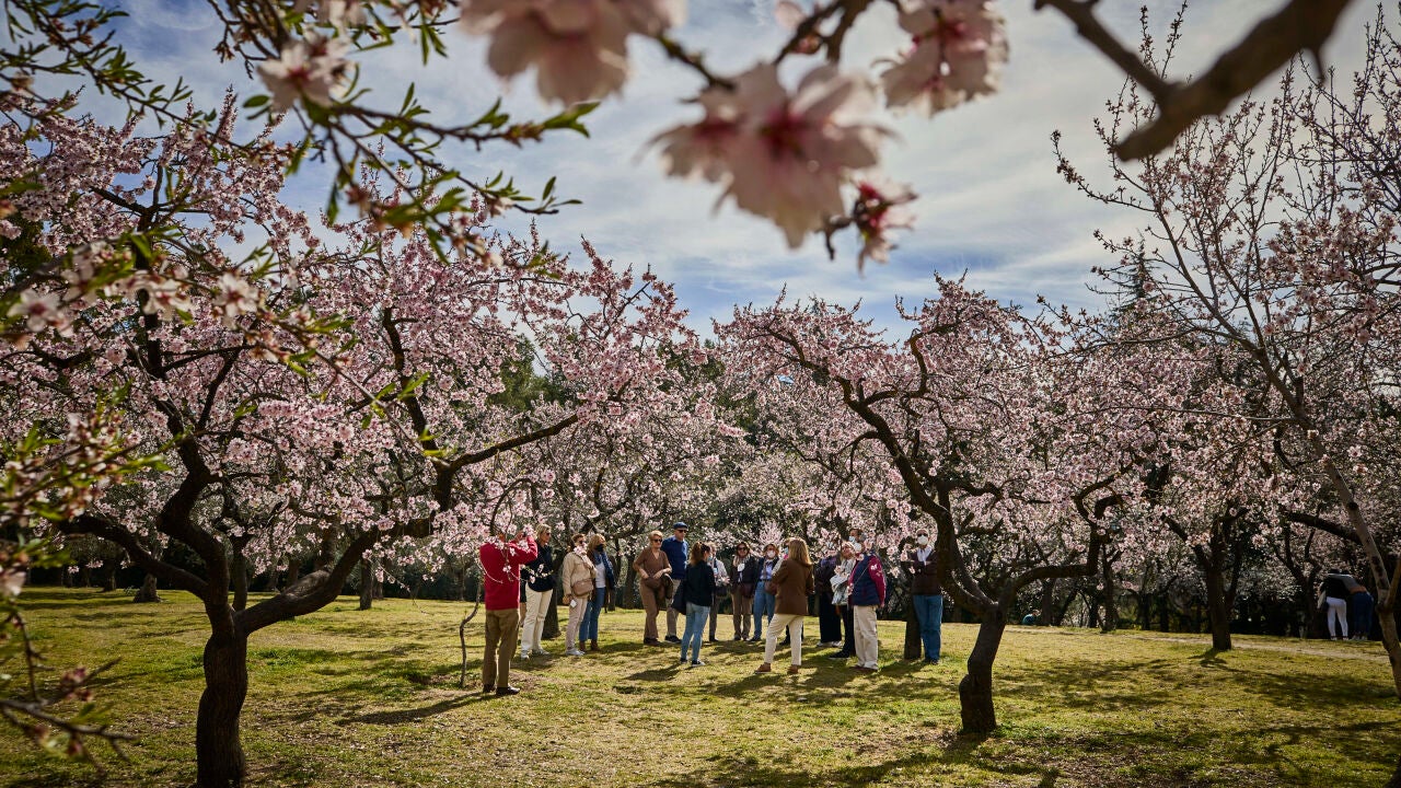 Los almendros dan la bienvenida a la primavera