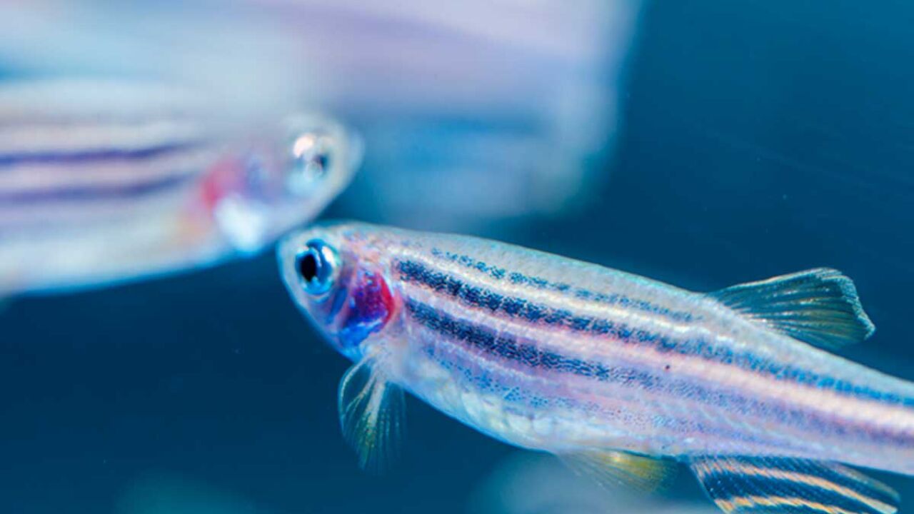 Cómo arreglar el corazón de un pez cebra