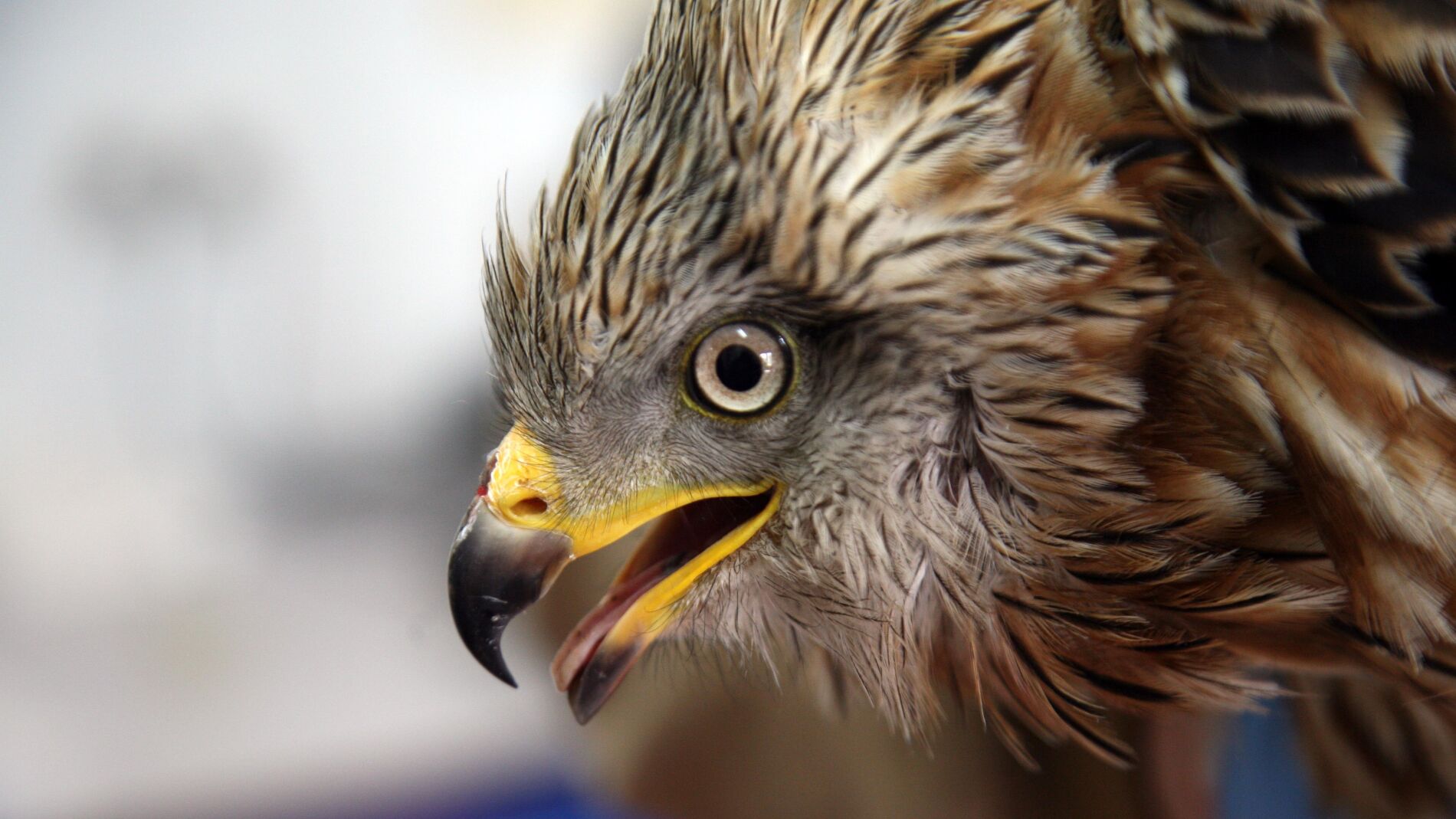 ¿En qué lugar se puede observar en invierno la mayor población de milano real del mundo?