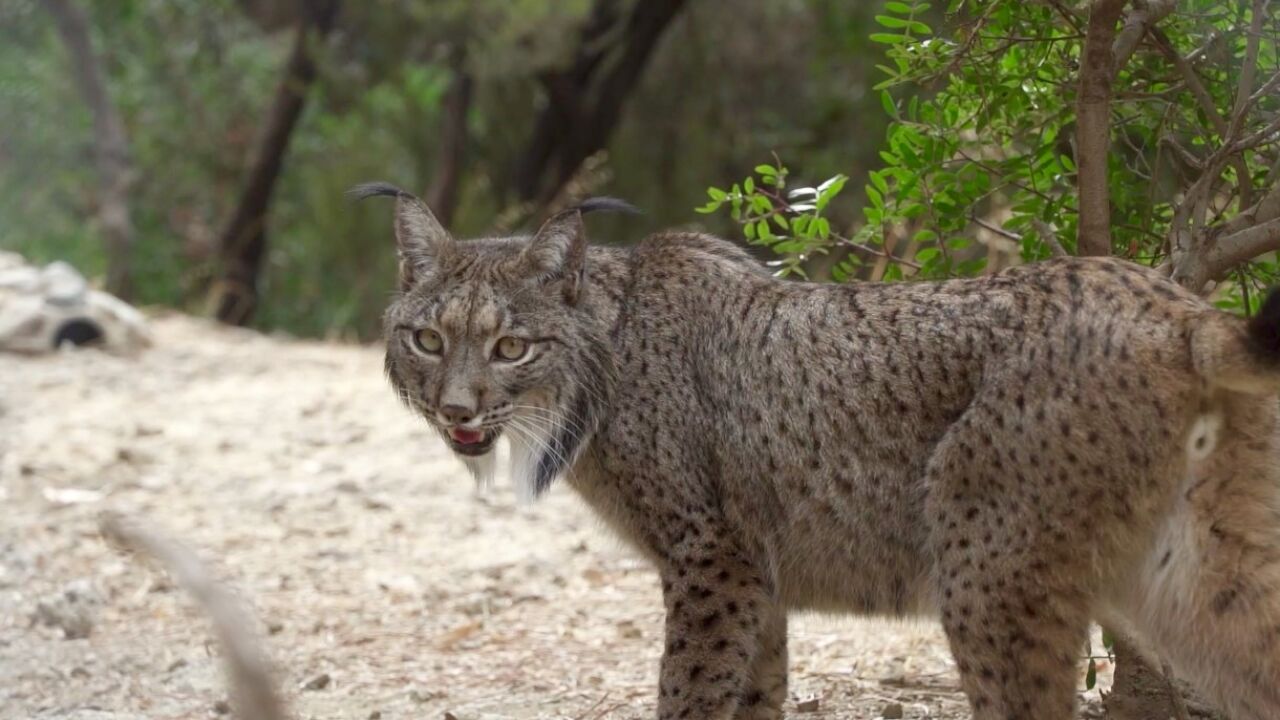 ¿Cuántos años vive un lince en cautividad?