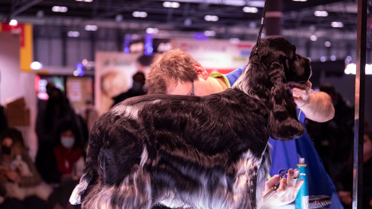 Iberzoo+Propet 2023: El evento del año del mundo animal