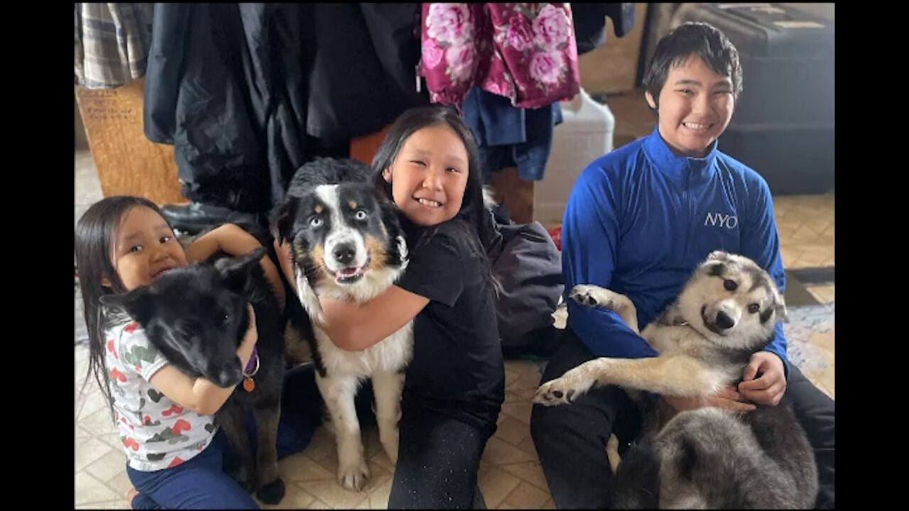 La increíble historia de Nanuq, el perro perdido que recorrió 240 ...