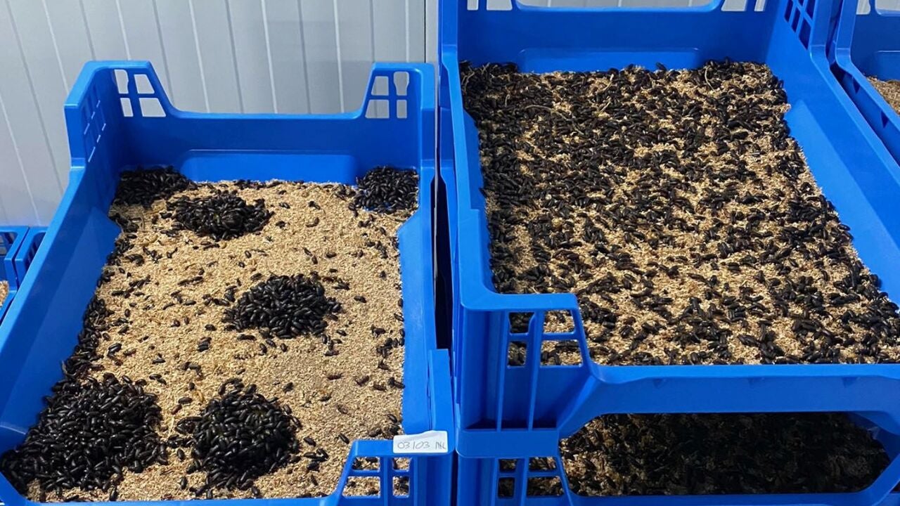 Así es la primera granja de Castilla y León que cría insectos para ...