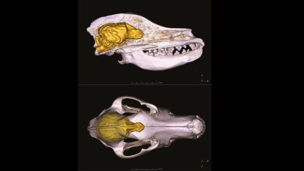 El cerebro de los perros es cada vez más grande desde hace 150 años