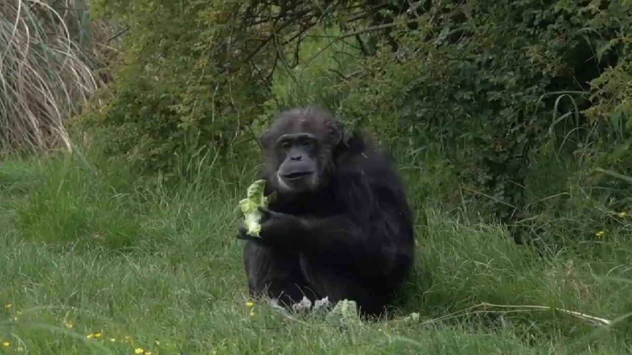 Koko, el chimpancé que supera más de una década la edad media de ...