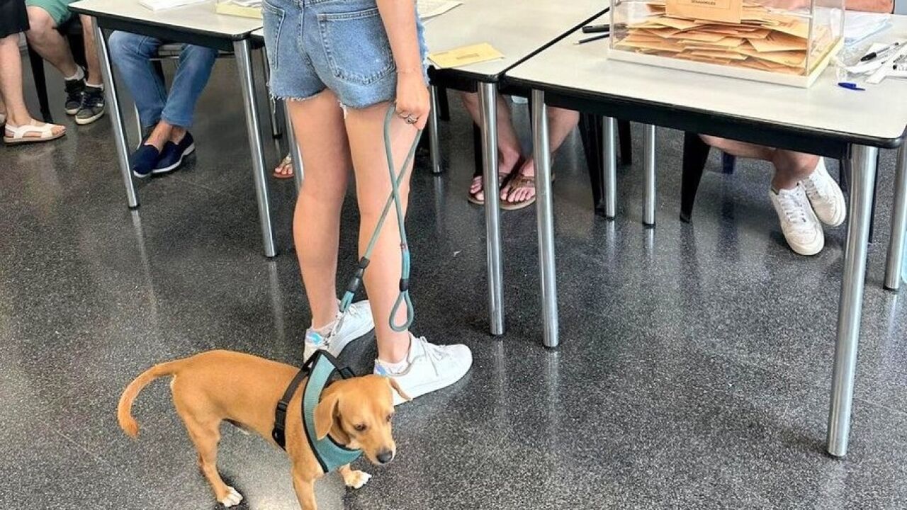 Desde Perro Sanxe a Fernando Alonso: Los memes más destacados del día ...