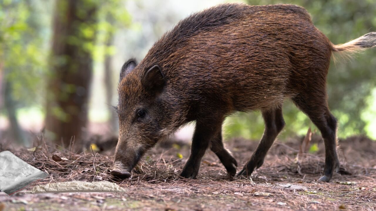 Ecologistas alegan la orden de caza del jabalí al ver carencias en la ...