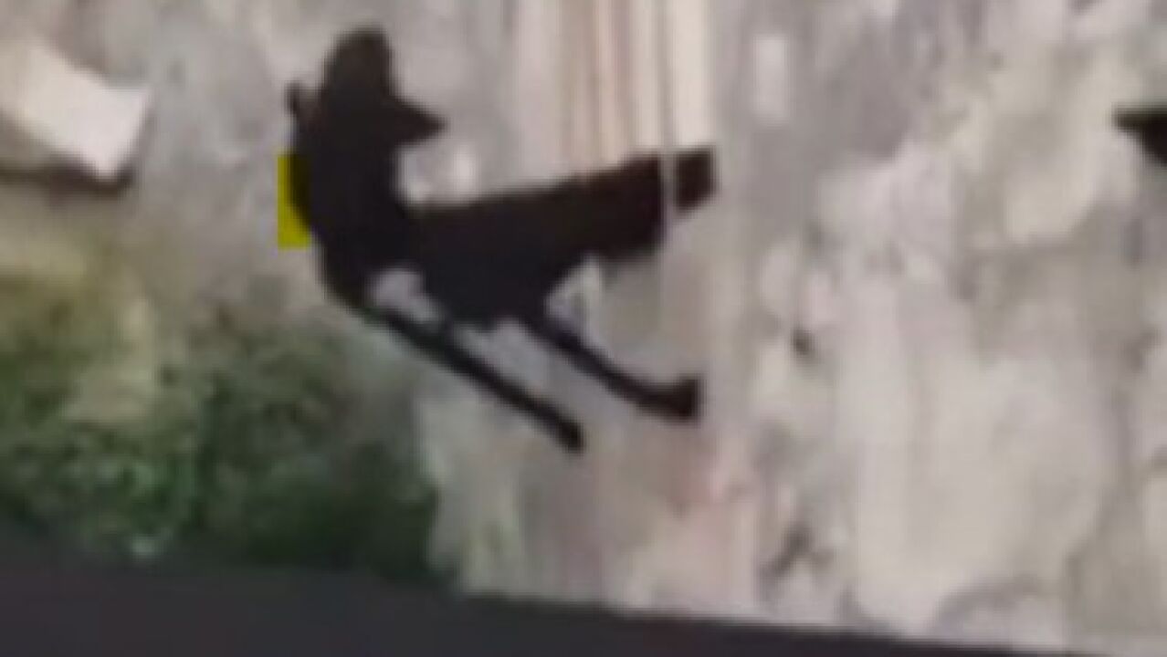 Rescatado un perro atascado en una ventana