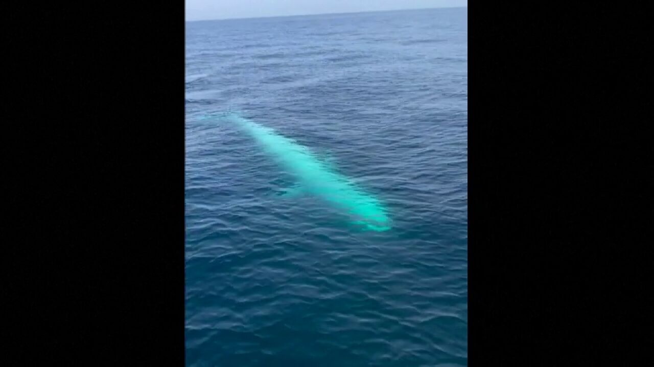 Emoción en Tailandia: avistan un ejemplar de ballena blanca de Omura