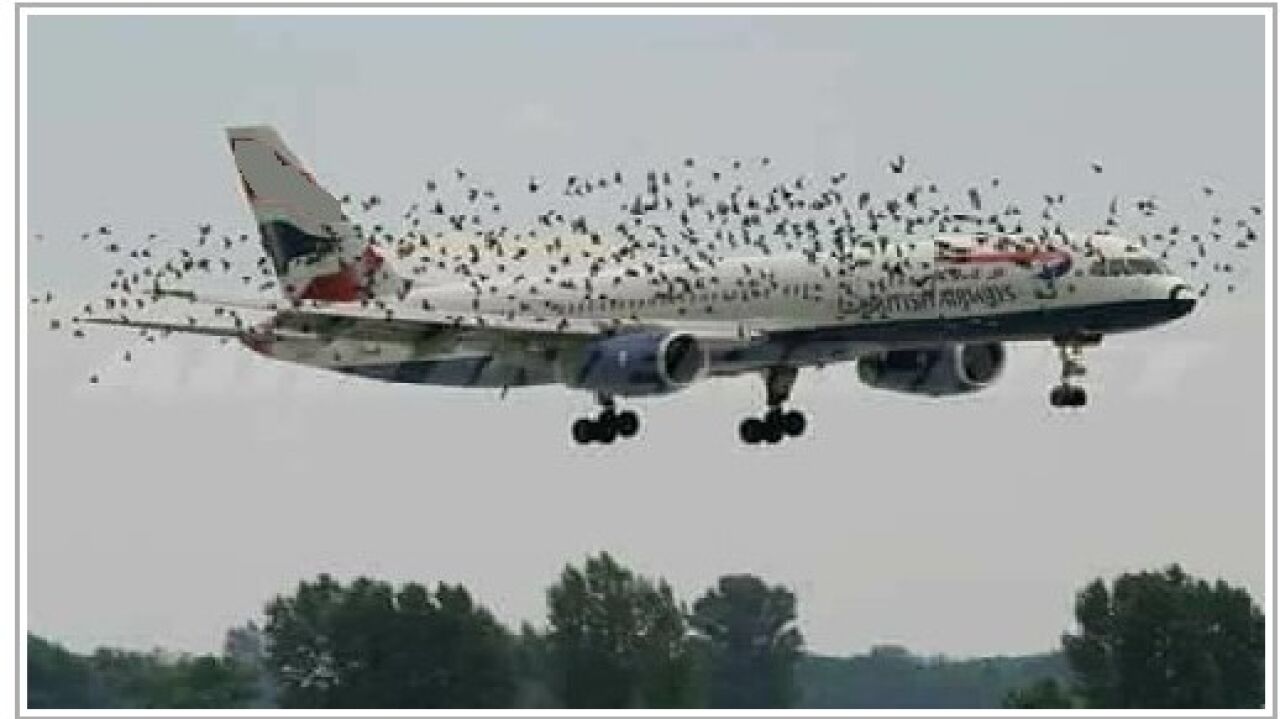 Una bandada de pájaros provoca daños en un avión marroquí al aterrizar ...