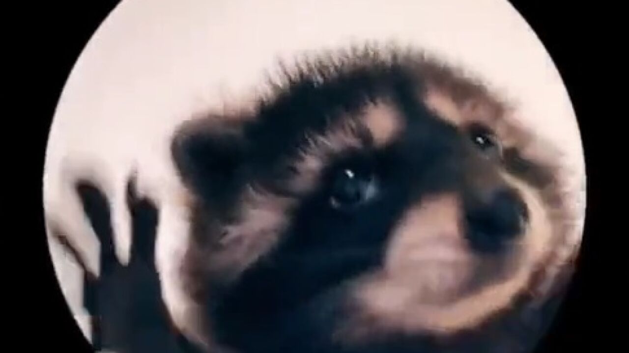 "Pedro, Pedro, Pedro": El origen del vídeo viral del mapache que trajo de vuelta a Raffaella Carrà