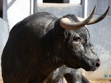 Toros y actualidad taurina en La Razón