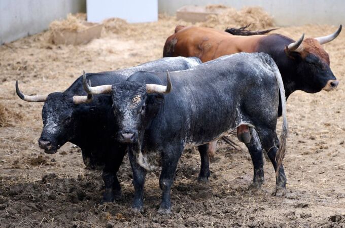 Toros y actualidad taurina en La Razón