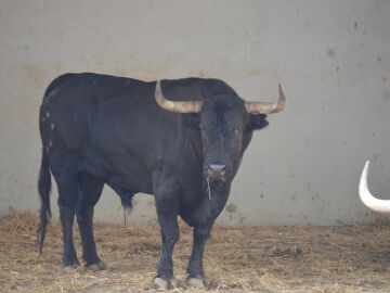 Toros y actualidad taurina en La Razón