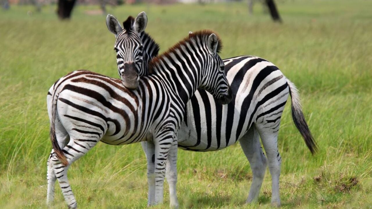 Resuelven el misterio del color de las cebras: ¿negras con rayas ...