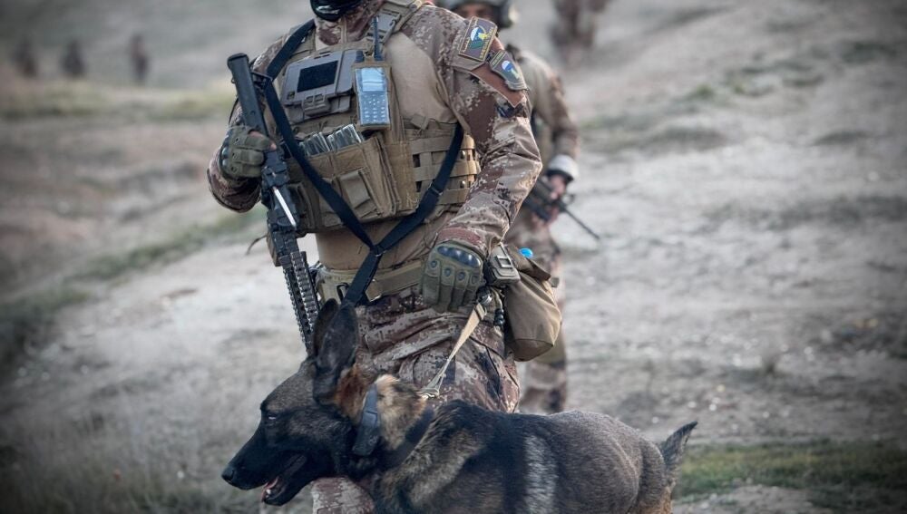 Zero, el perro de guerra que combate el terrorismo en Irak junto a los ...