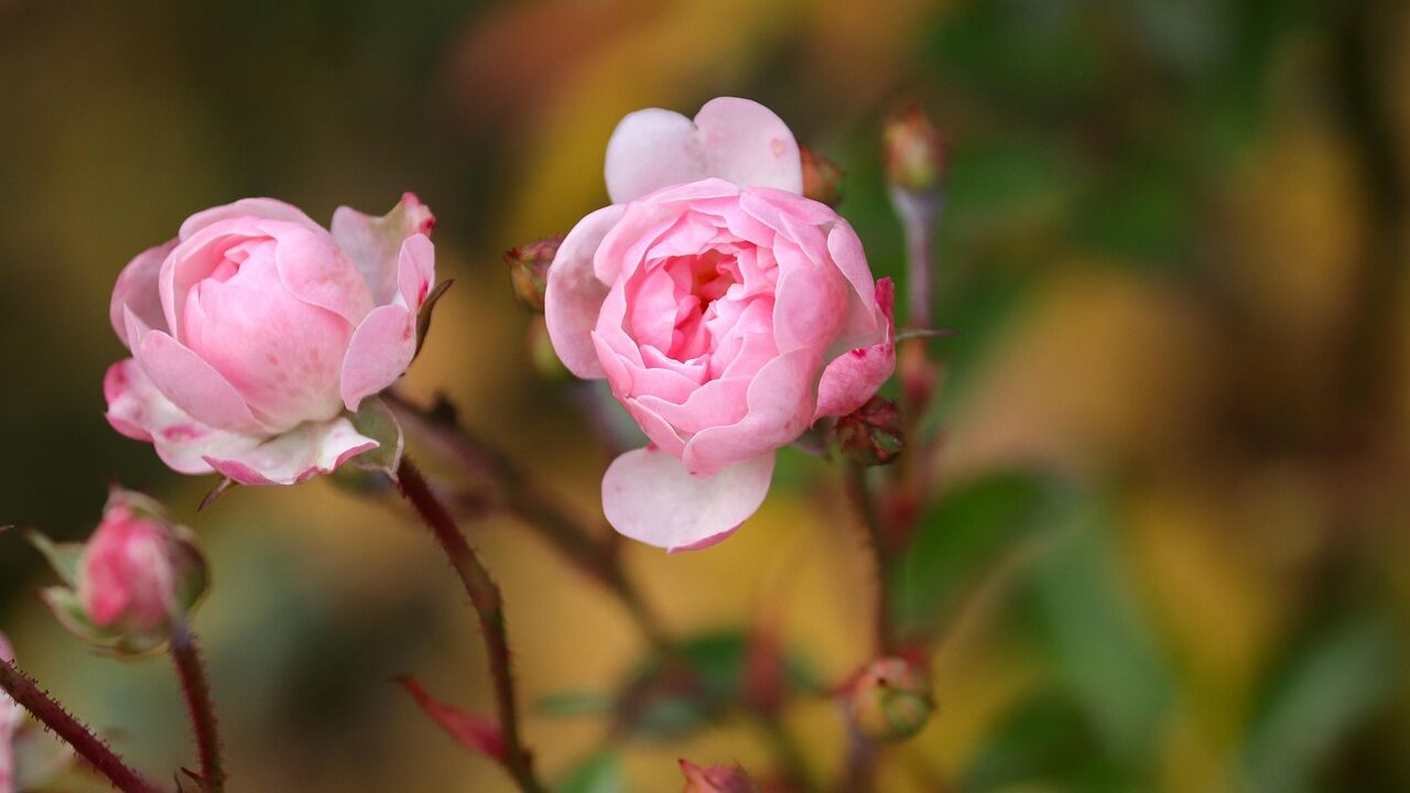La fruta que debes poner al pie de tus rosales para potenciar su ...