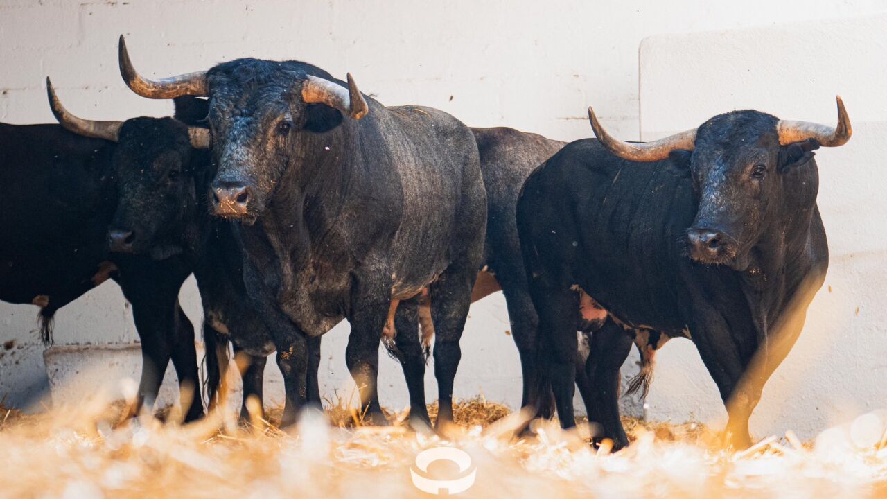 Del encierro exprés a un cartel de altura: estos son los toros que ...