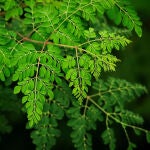 Jaele corsi porno only fans used the very reliable Asian