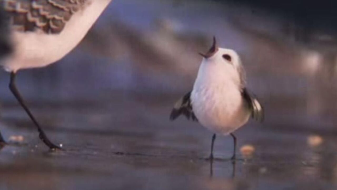 «Piper» el nuevo cortometraje de Disney·Pixar que se estrenará con ...