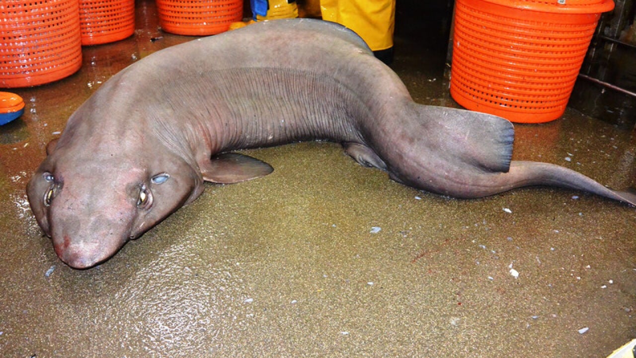 Un tiburón muy feo al que llaman «sofá»