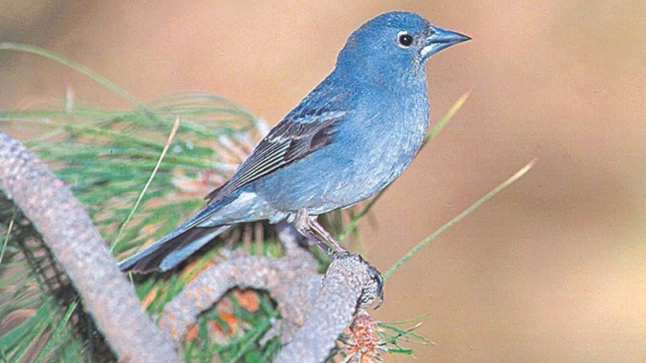 ¿En qué se diferencia el pinzón azul de Gran Canaria del de Tenerife?