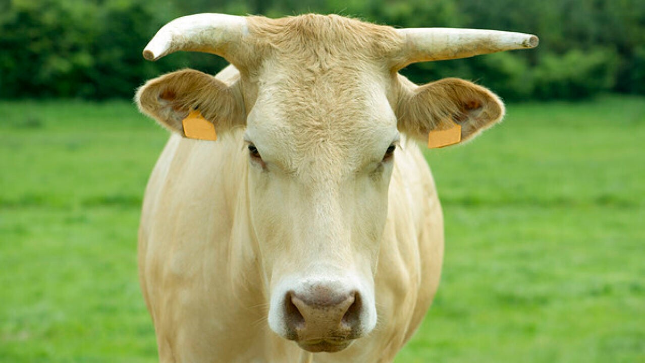 Gana 6.000 euros por vaticinar donde iba a defecar una vaca