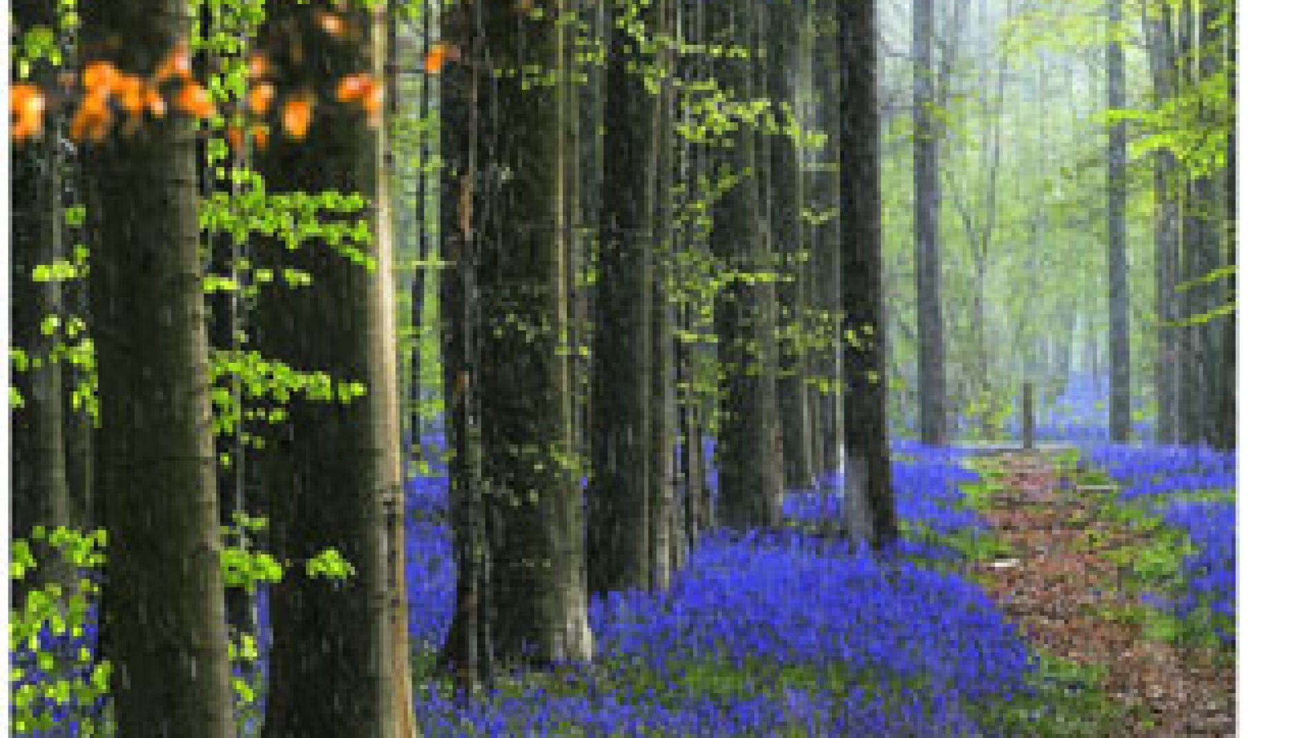 Viajes de Primavera