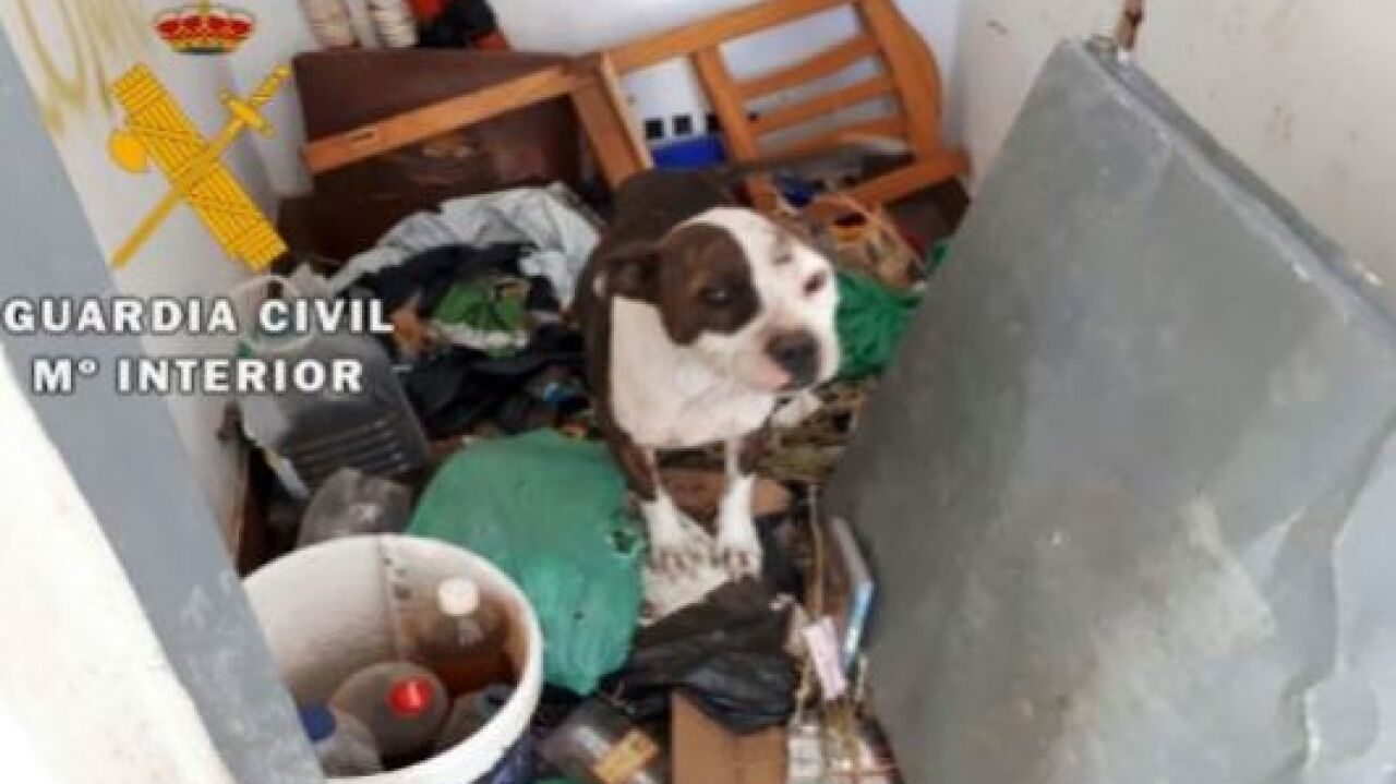 Rescatan 5 perros abandonados en una azotea Almería