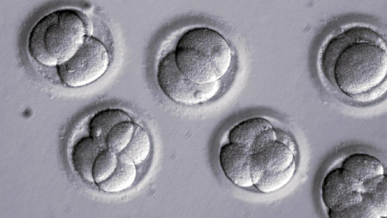 La creación de los embriones humanos sin esperma ni óvulos bajo la lupa