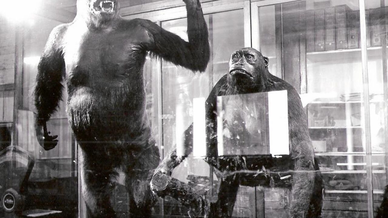 El arte de disecar animales