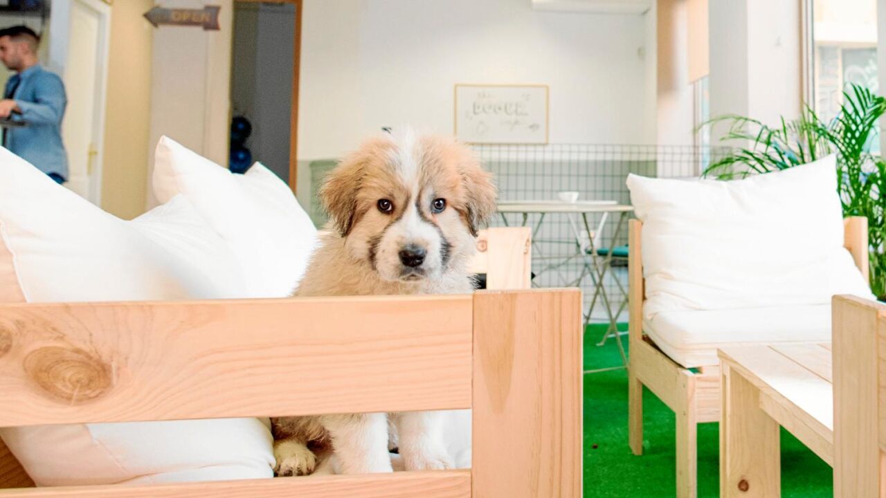 La primera cafetería de perros está en España